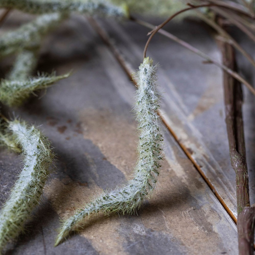 Celestine Coastal Beach Green Trailing Catkin Faux Floral Bundle ...